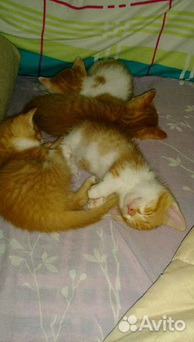 Котята Манчкин