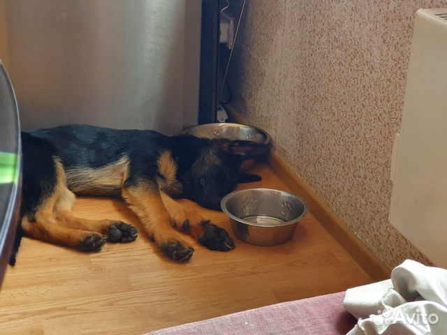 Лучший среди немцев