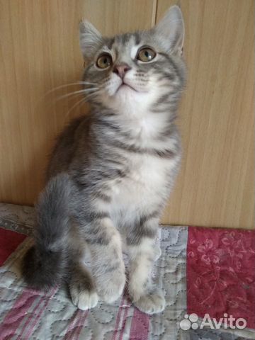 Котенок Кнопочка