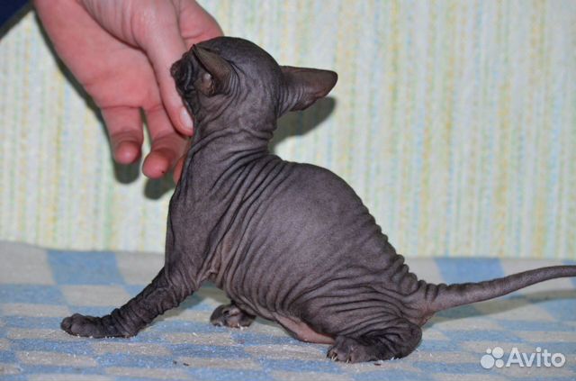 Донской сфинкс