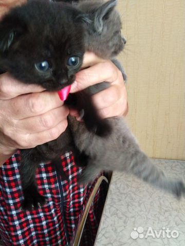 Шотландские котята