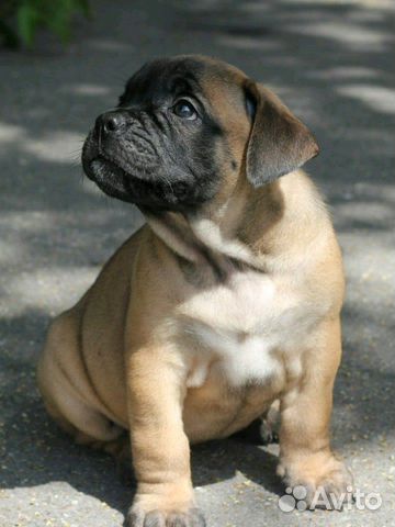 Ка де бо(щеночек)