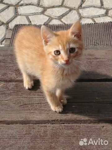 Котёнок рыжее солнышко