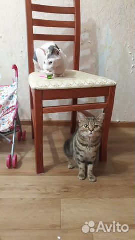 Помесь сфинкса и британки