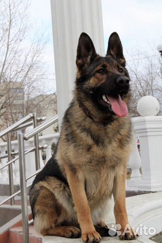 Щенки немецкой овчарки