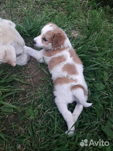 Милые щинятки,им месяц отроду,весёлые,активные