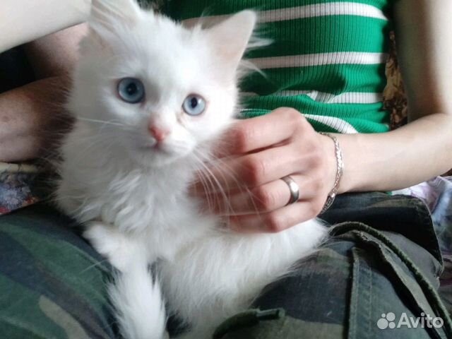 Отдаю в добрые руки полуперса, девочка