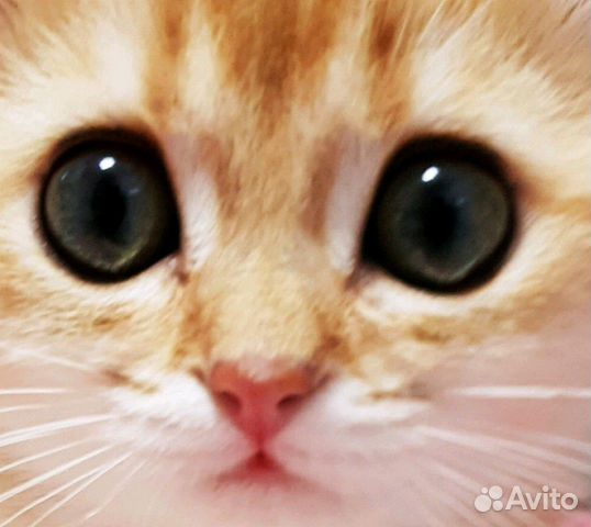 Британская кошечка