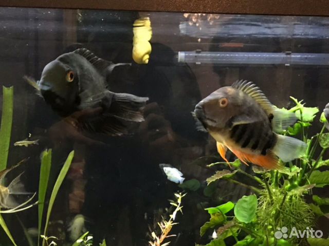 Северумы взрослые