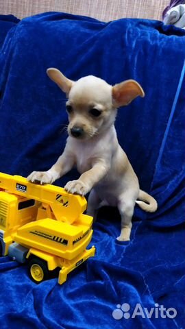 Малыш чихуашка