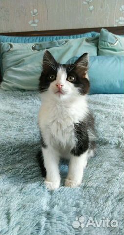 Котик 3 месяца