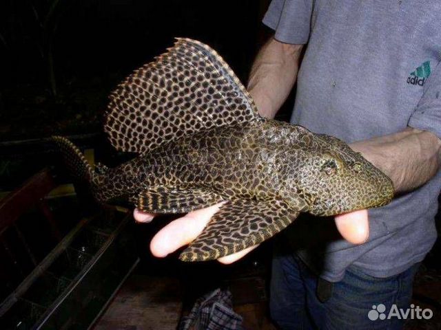 Птергаплихт сом