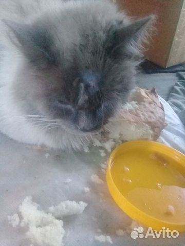 Охос азулес кот. Новосибирск Советский район