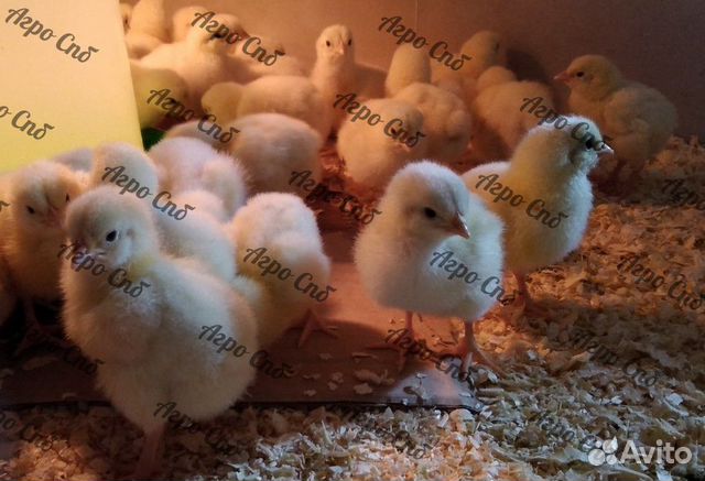 Суточный цыпленок бройлер росс 308 и кобб 500