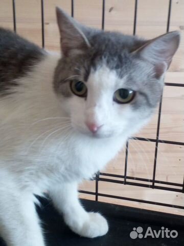 Котик Зайка