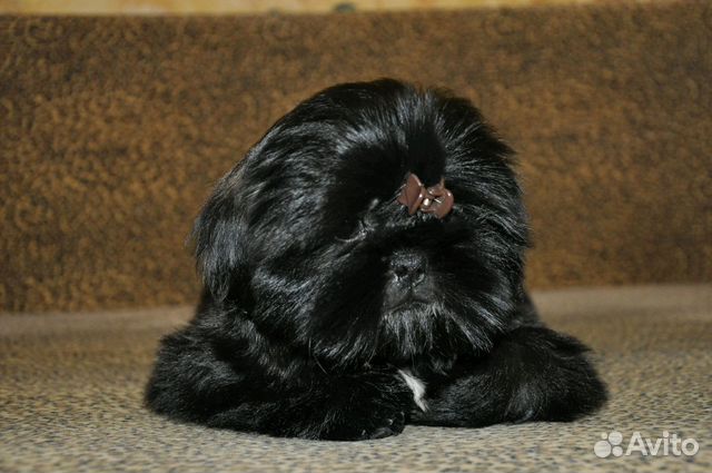 Ваш любимый питомец