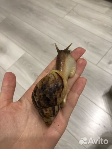 Улитка Ахатина ретикулята (взрослая) осталось 2