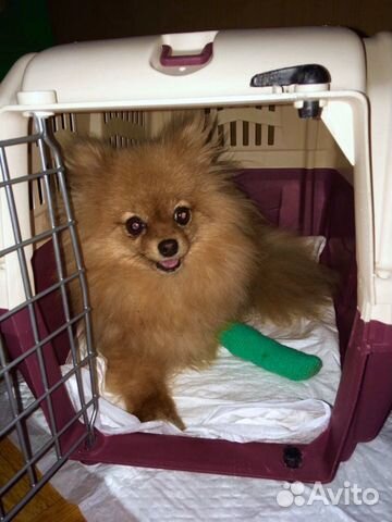 Найдена собака шпиц