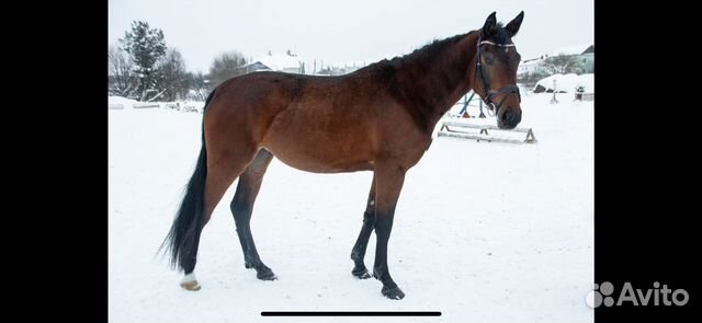 Ганноверская помесь, гнедая Стефани