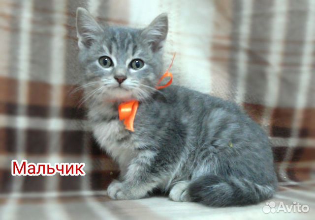 Серенький котенок мальчишка