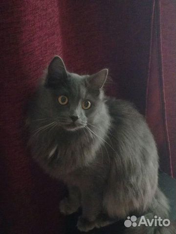 Отдам котенка 9 месяцев