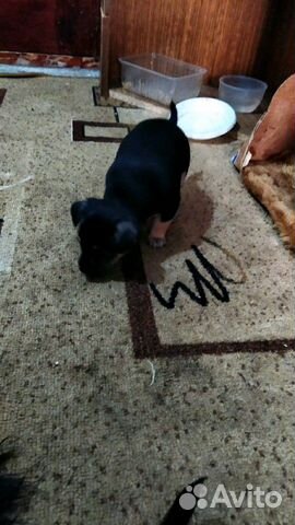 Метис йорка и тойчика