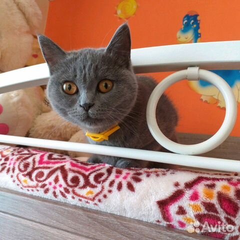 Пропала кошка