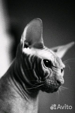 Котик сфинкс, ищем заботливые ручки
