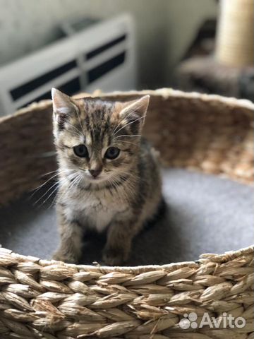 Котенок девочка Нюша 2 мес в добрые руки
