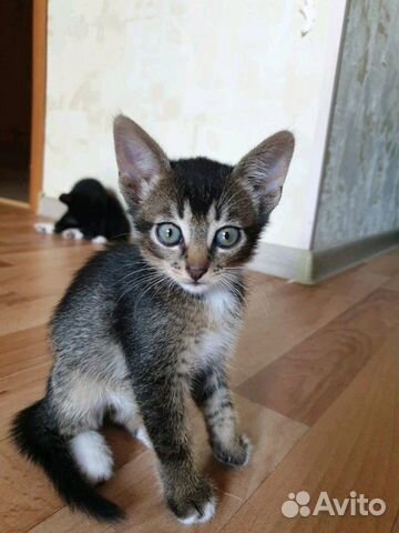 Абессинские котята