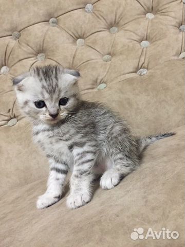 Шотландские вислоухие котята