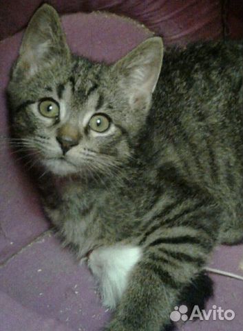 Котёнок в дар