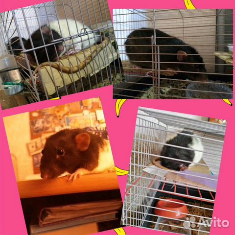 Декоративные крыски дамбочки