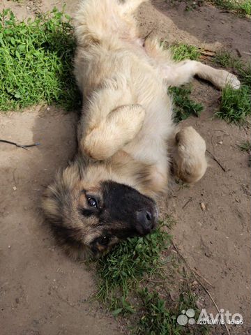 Щенок в добрые руки