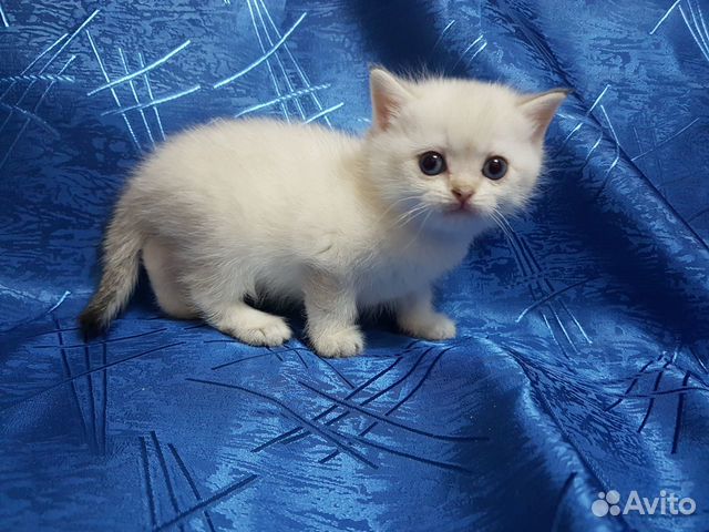 Британские золотые шиншиллы