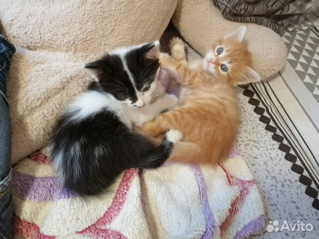 Отдам котят