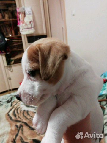 Джек расел терьер