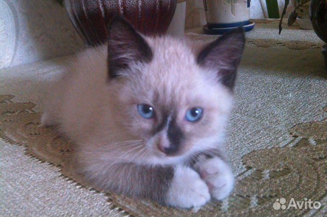 Веселый малыш в добрые руки