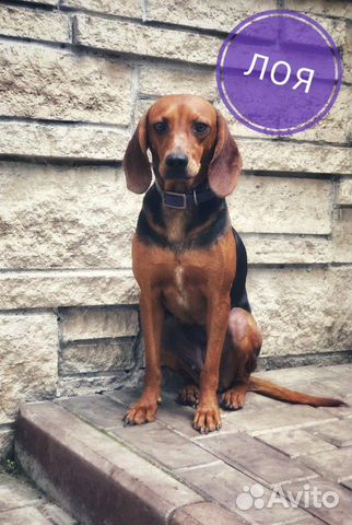 Греческая заячья гончая в добрые руки