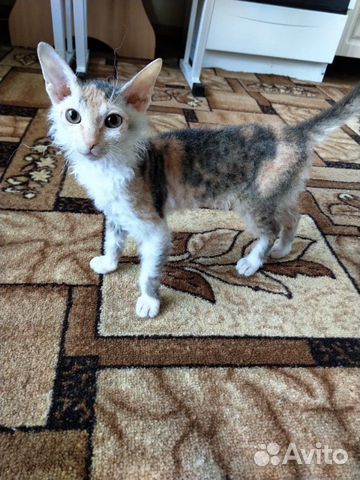 Гиперактивная смесь сфинкса