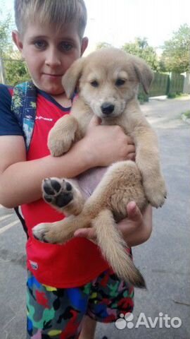 Персик ищет дом