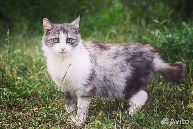 Кошка ищет дом