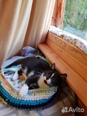 Малышка Анютка в поисках дома