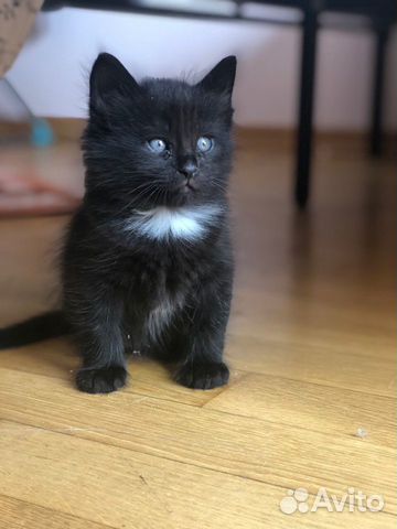 Котёнок мейн-кун