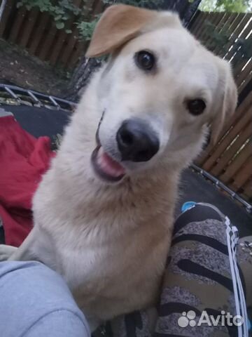 Добрая, умная, Девочка в хорошие руки