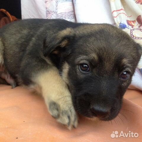 Щенок Джери любимой маме