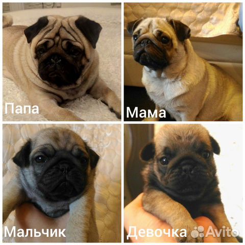 Щенки мопса