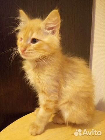 Котенок-пират