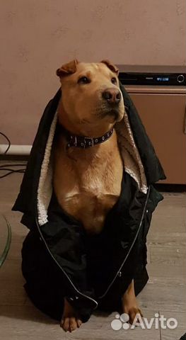 Шарпей+маламут