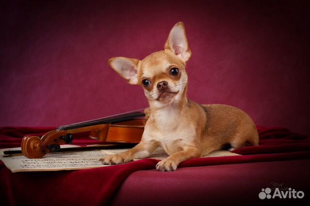 Очаровательная подрощенная девочка